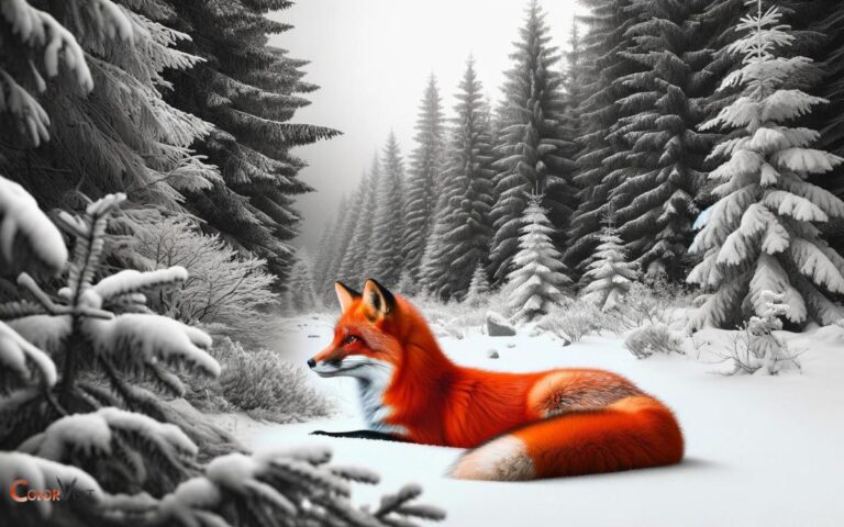 Do Red Foxes Change Color In The Winter? Yes!